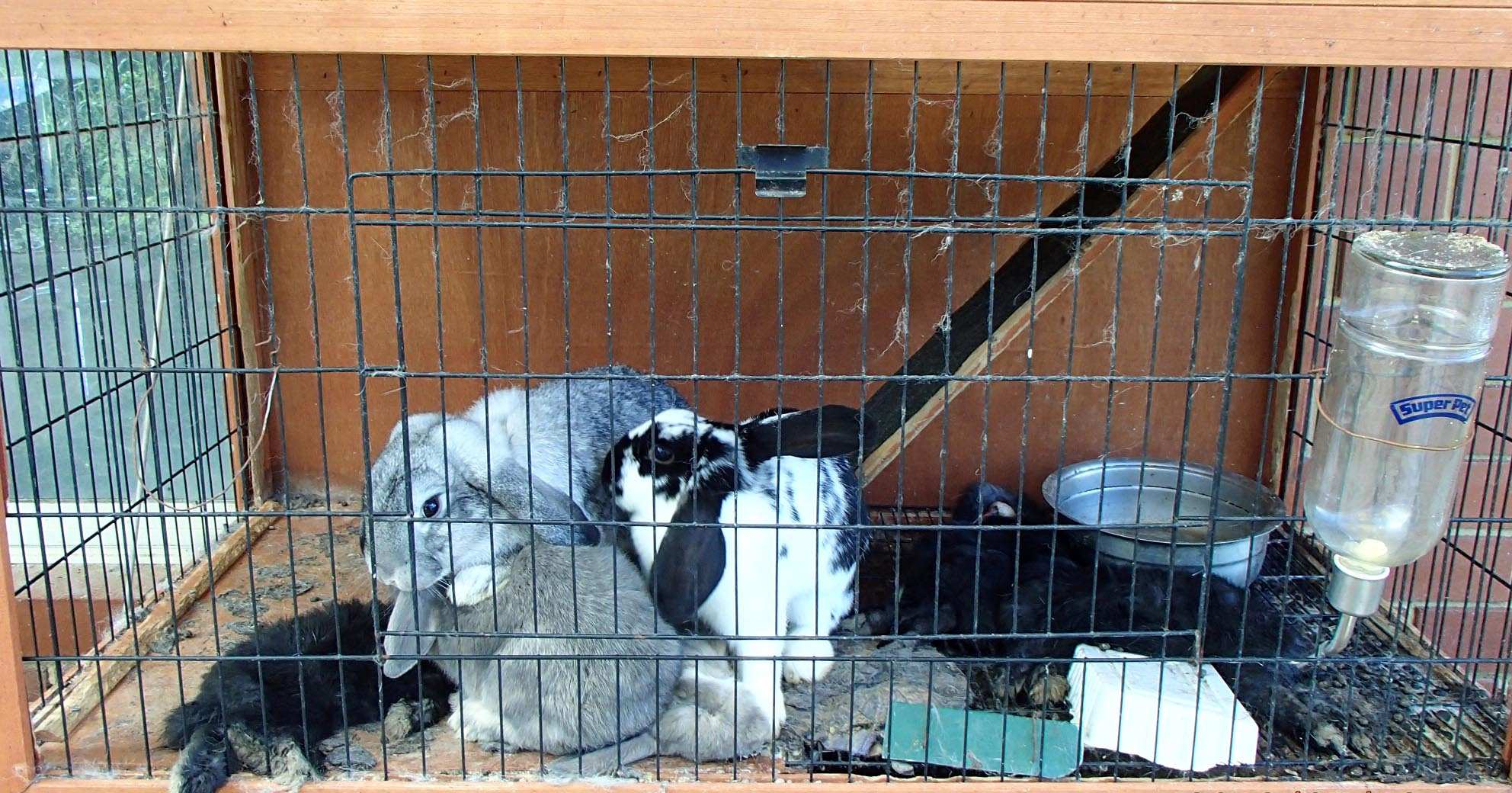 Man fined $12,000 for neglecting pet rabbits - ABC News