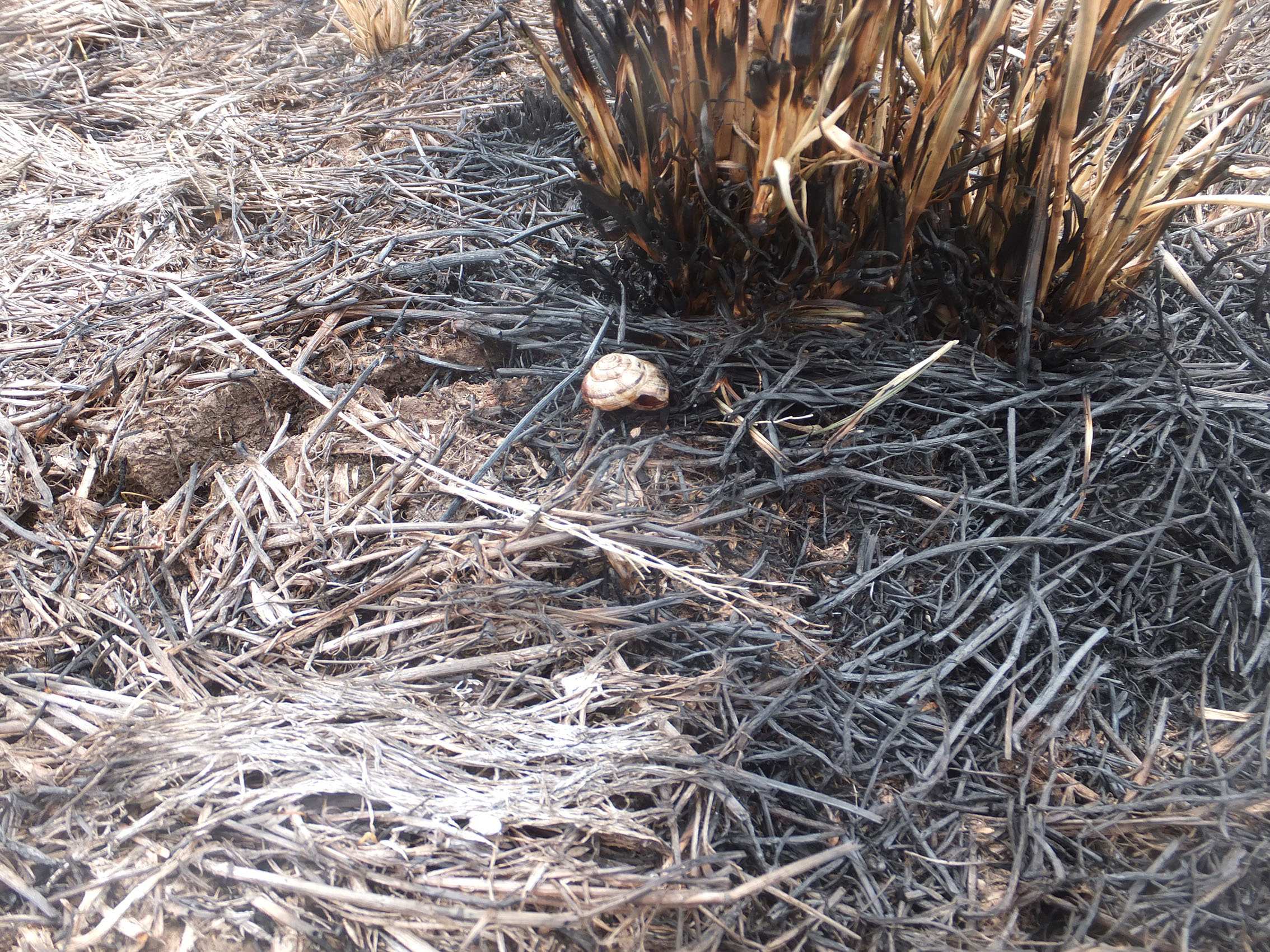 Snail outbreak becomes grilled escargot as fire services burn back ...