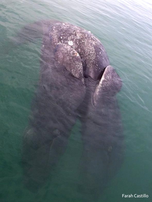 'Exceptionally rare' conjoined gray whale calves found in Mexico's Ojo ...