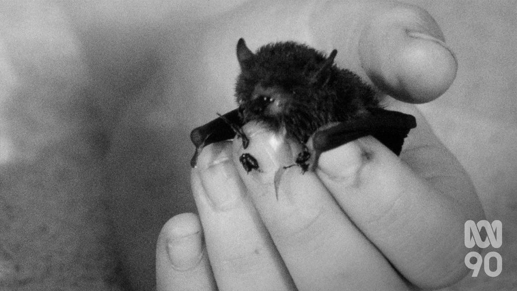 Family shows off their pet bat (1973) - ABC News