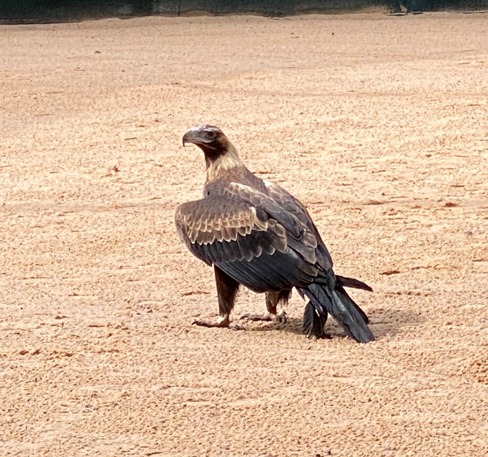 How an injured eagle is finding his wings - ABC listen