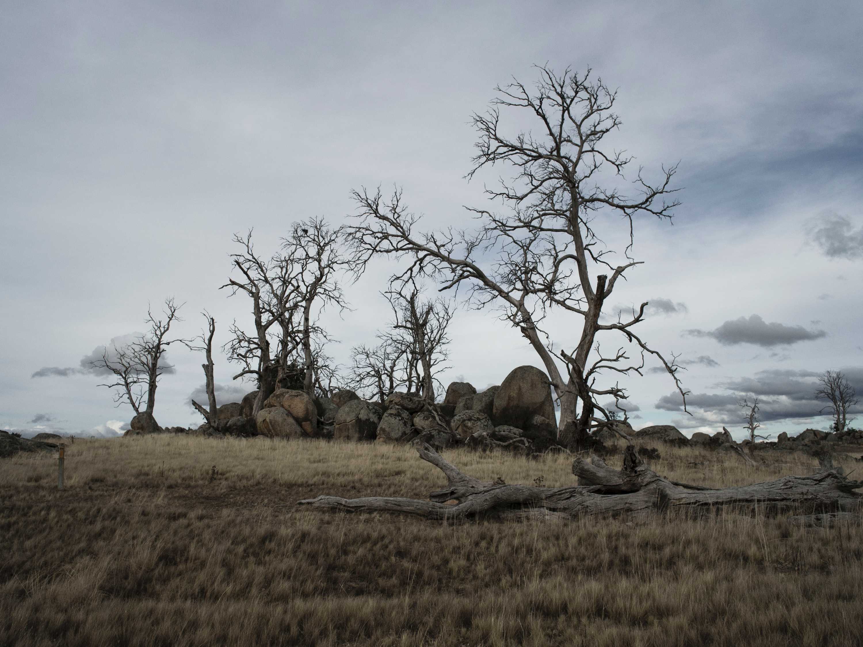 Dieback hits Tasmanian forests after dry summer as researchers ...