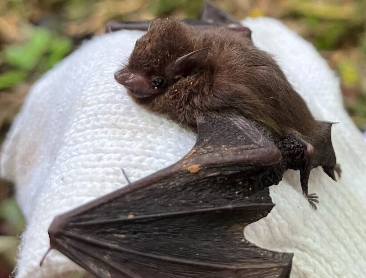 Biggest bat roost in the Pacific discovered in Fiji - ABC Pacific