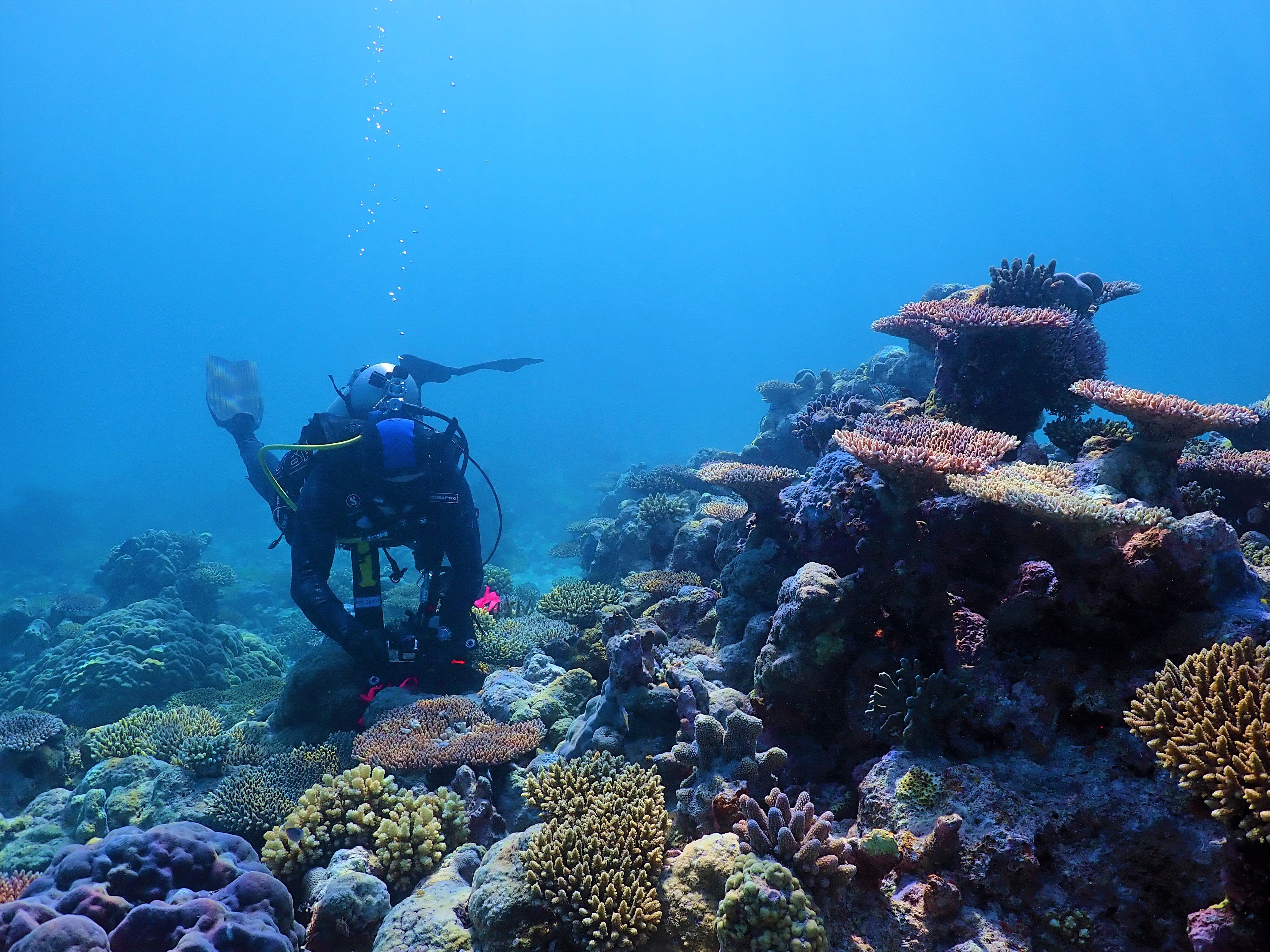 Promising signs of new life on Australia's largest oceanic reef ...