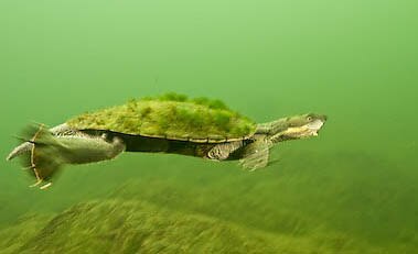 EPA investigates Bellinger River turtle kill - ABC News