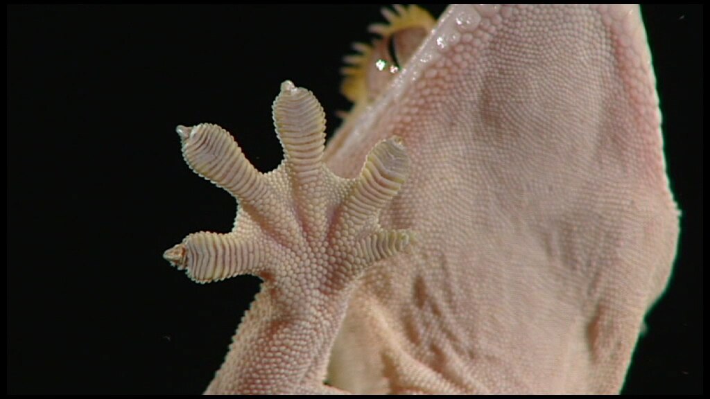 Ever wondered how geckos can walk up walls? - ABC News