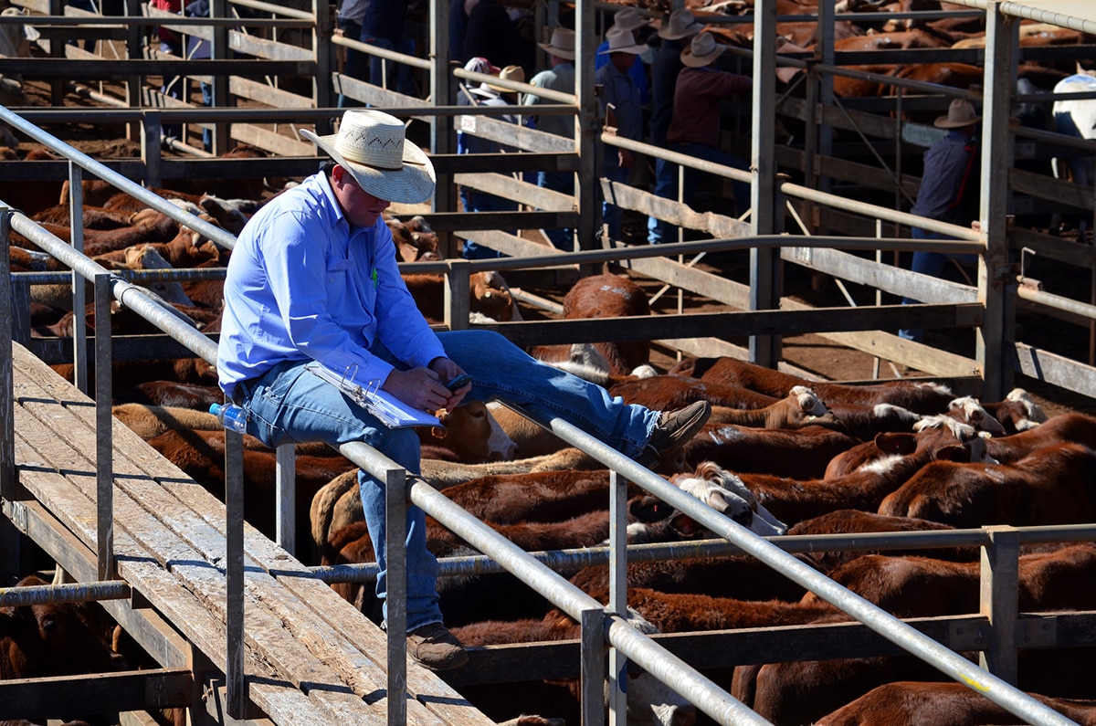 Cattle saleyards prove a hit with tourists in Queensland's outback ...