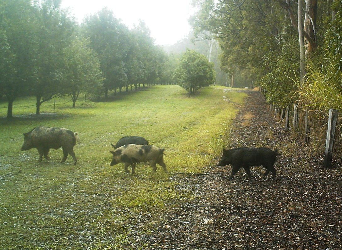 Feral pig numbers soar after wet weather - ABC News