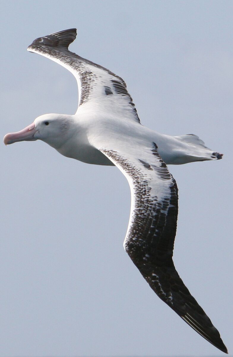 The search for wandering albatross - ABC News