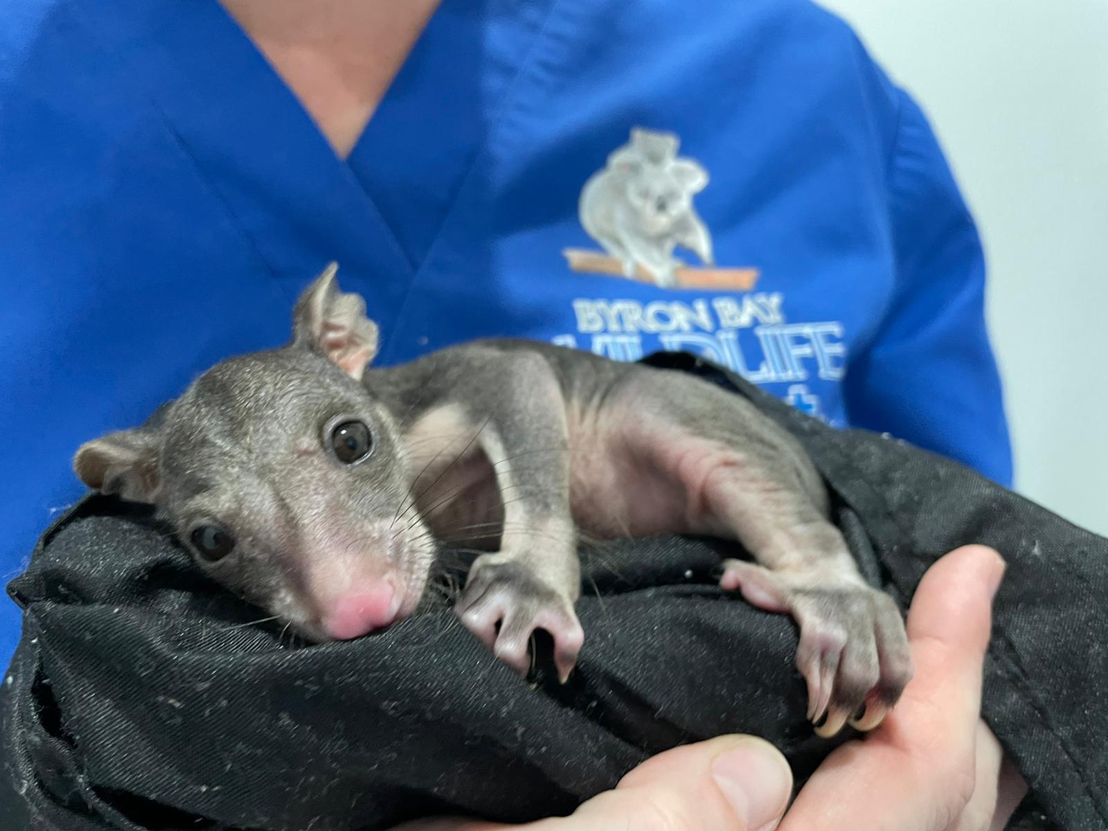 Concerns raised for wildlife carers' welfare as vet calls for system ...