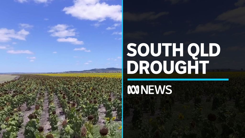 Green drought drags on in southern QLD - ABC News