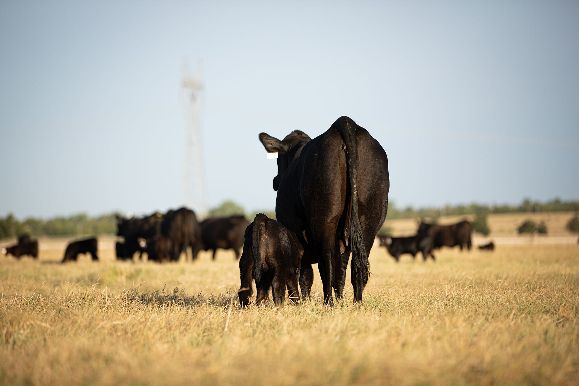 What Illinois can tell us about the future of the US cattle herd - ABC ...