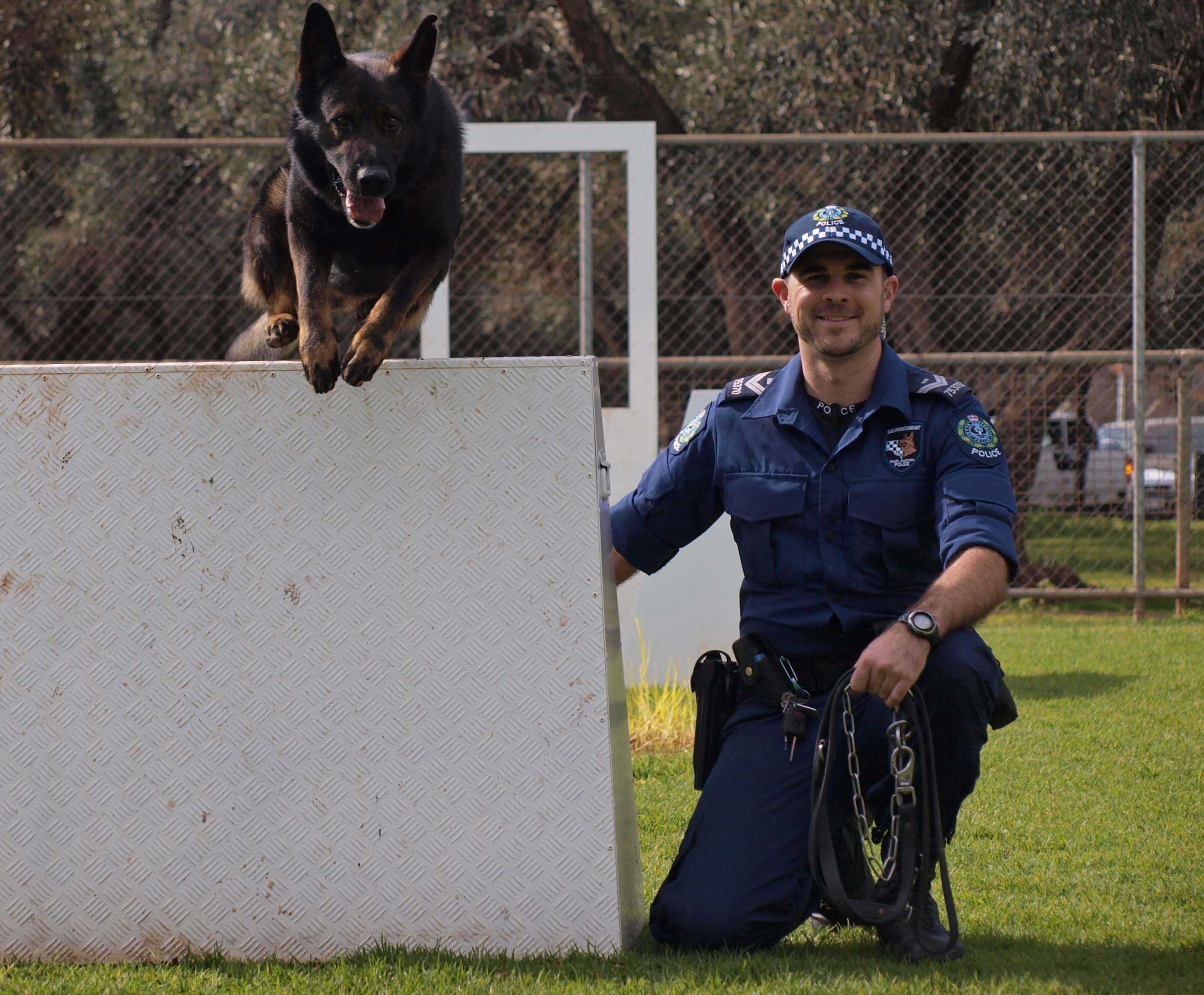 Adelaide's canine crime fighters and Oscar's winning performance - ABC News