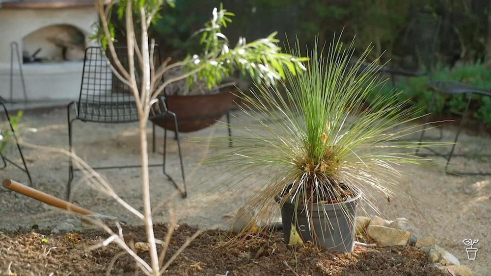 Roots and Shoots with Amber Cunningham and Sabrina Hahn - ABC listen
