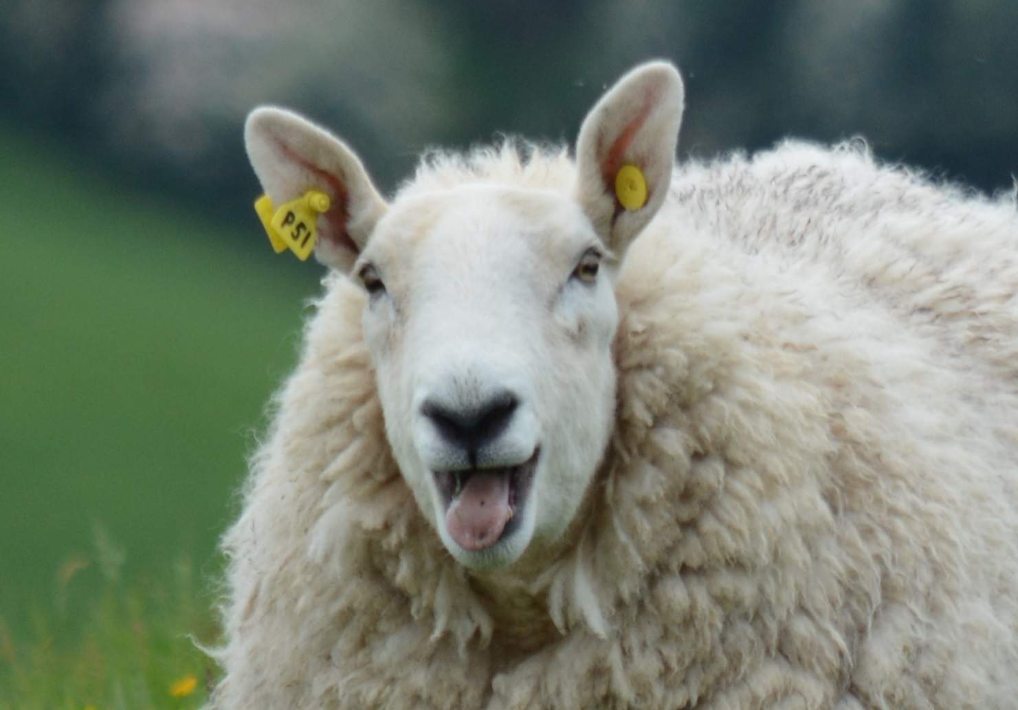 Happy sheep could be key to understanding why some women face fertility ...
