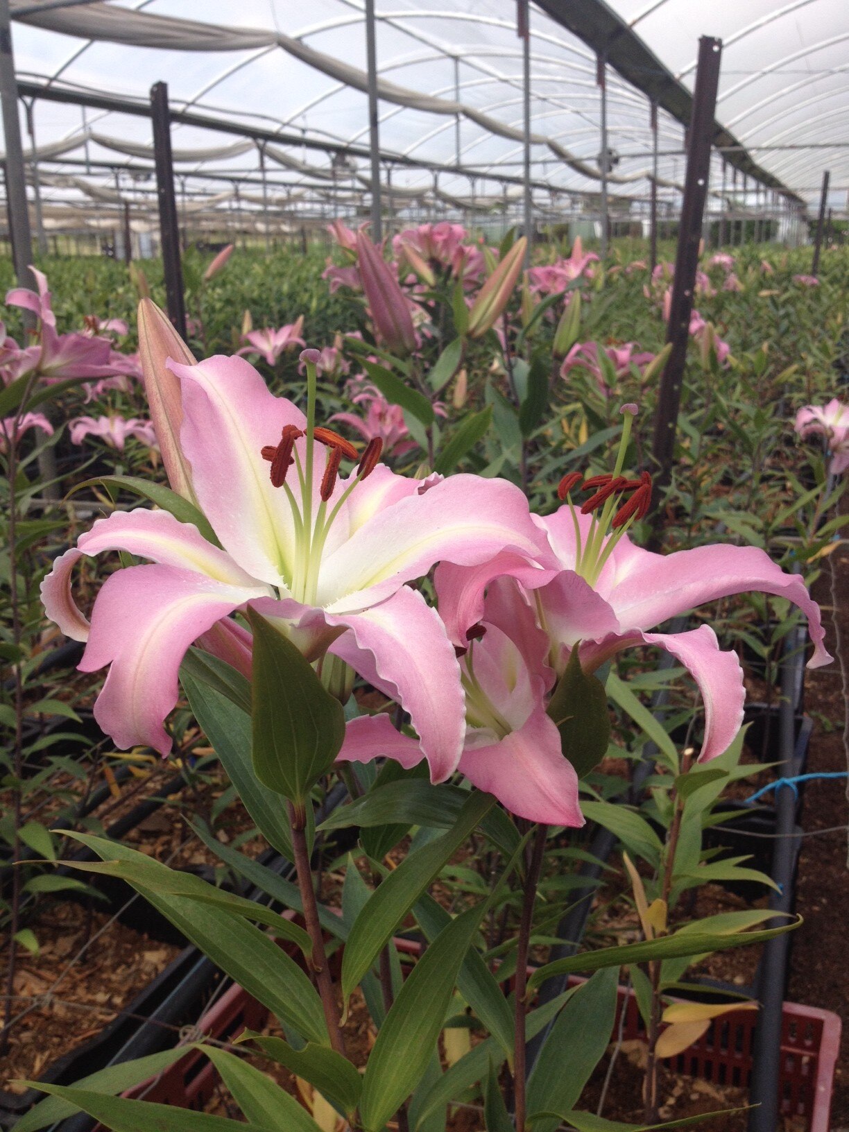 Tasmanian Country Hour - ABC listen