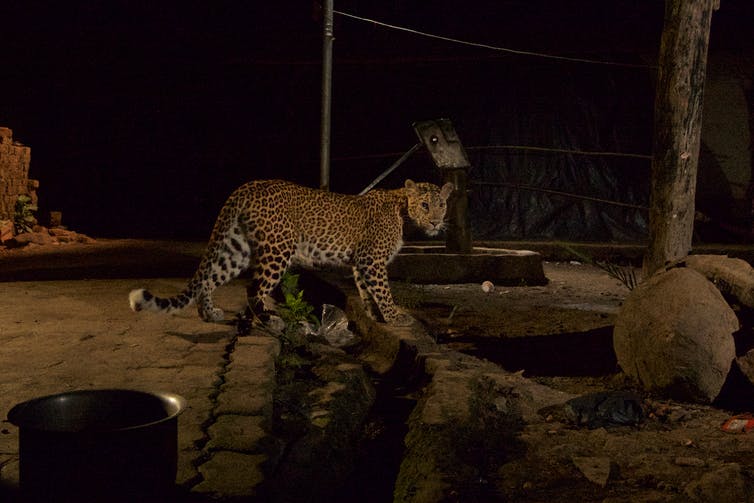 How the leopards that live in a city park are saving lives in Mumbai ...