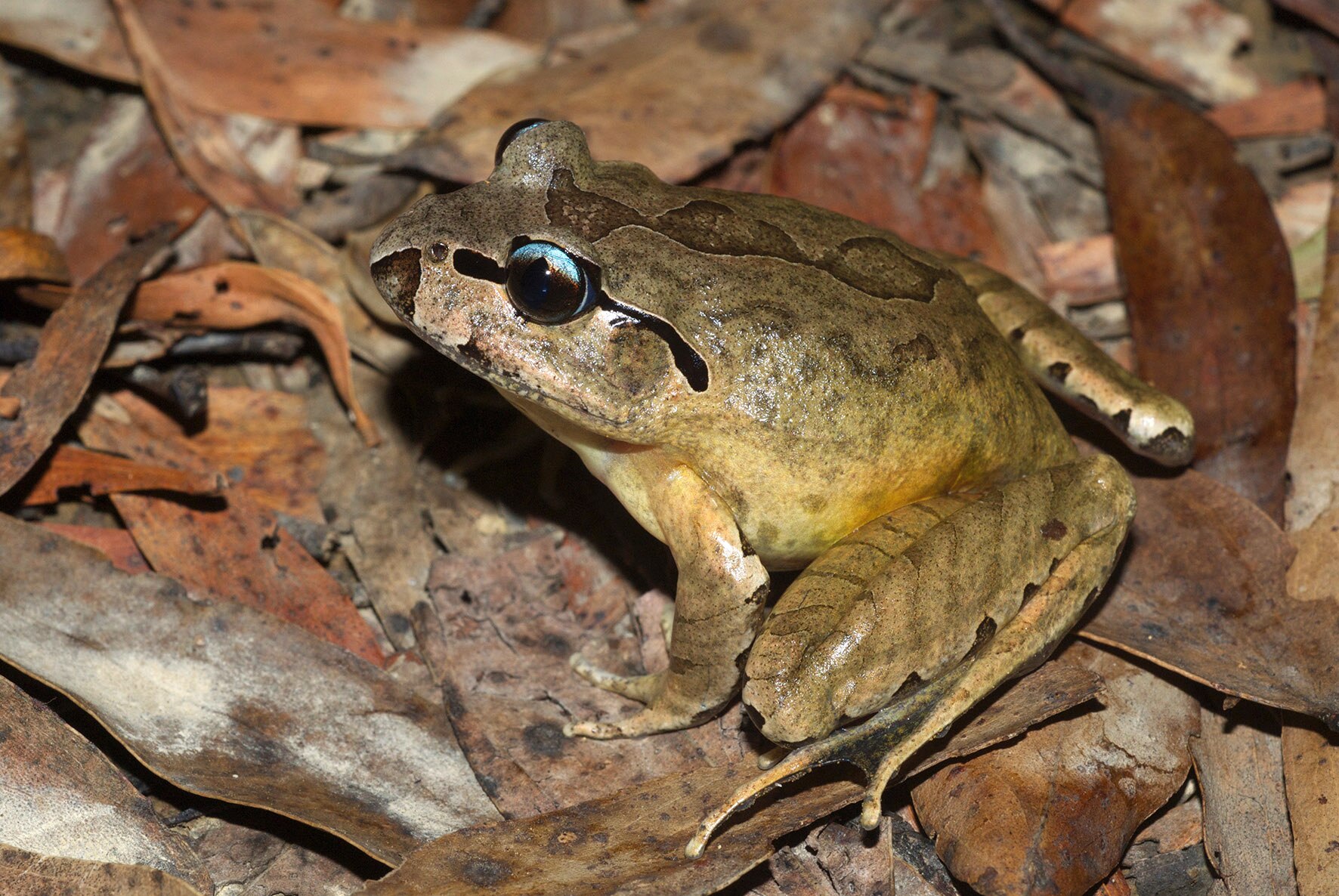 The race to save Australia's dirty frogs - ABC listen