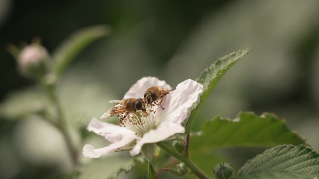 Flower Flies: Using flies as pollinators - ABC News