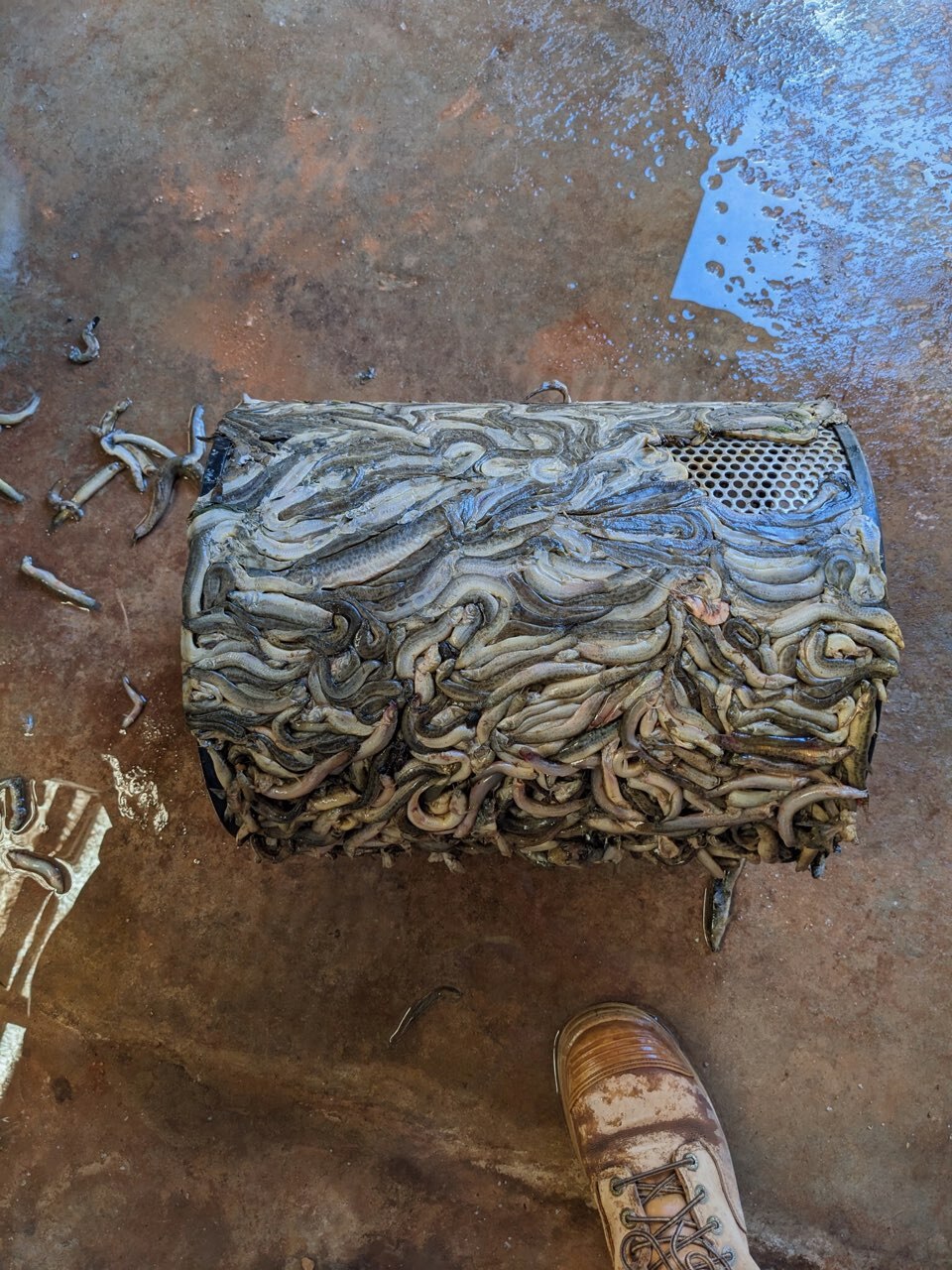 Noxious fish the oriental weatherloach found in the Riverland, causing ...