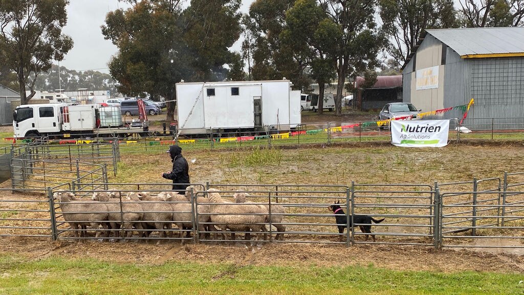 Rain drenched Pinnaroo Show - ABC News