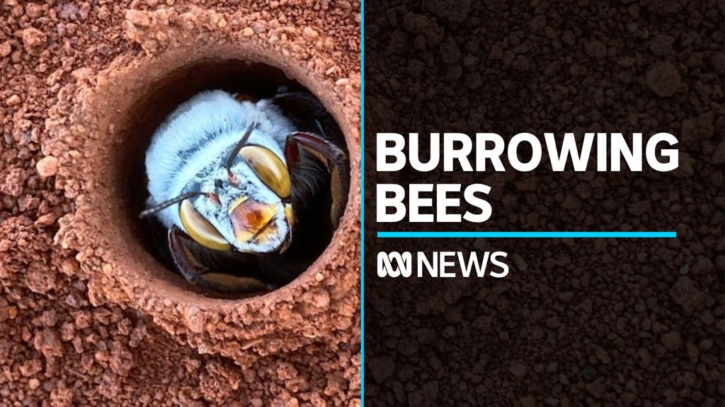 Fears native bees being harmed by careless drivers - ABC News