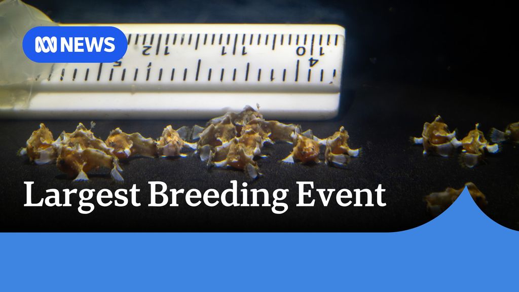 Hundreds of critically endangered red handfish hatched in Hobart - ABC News