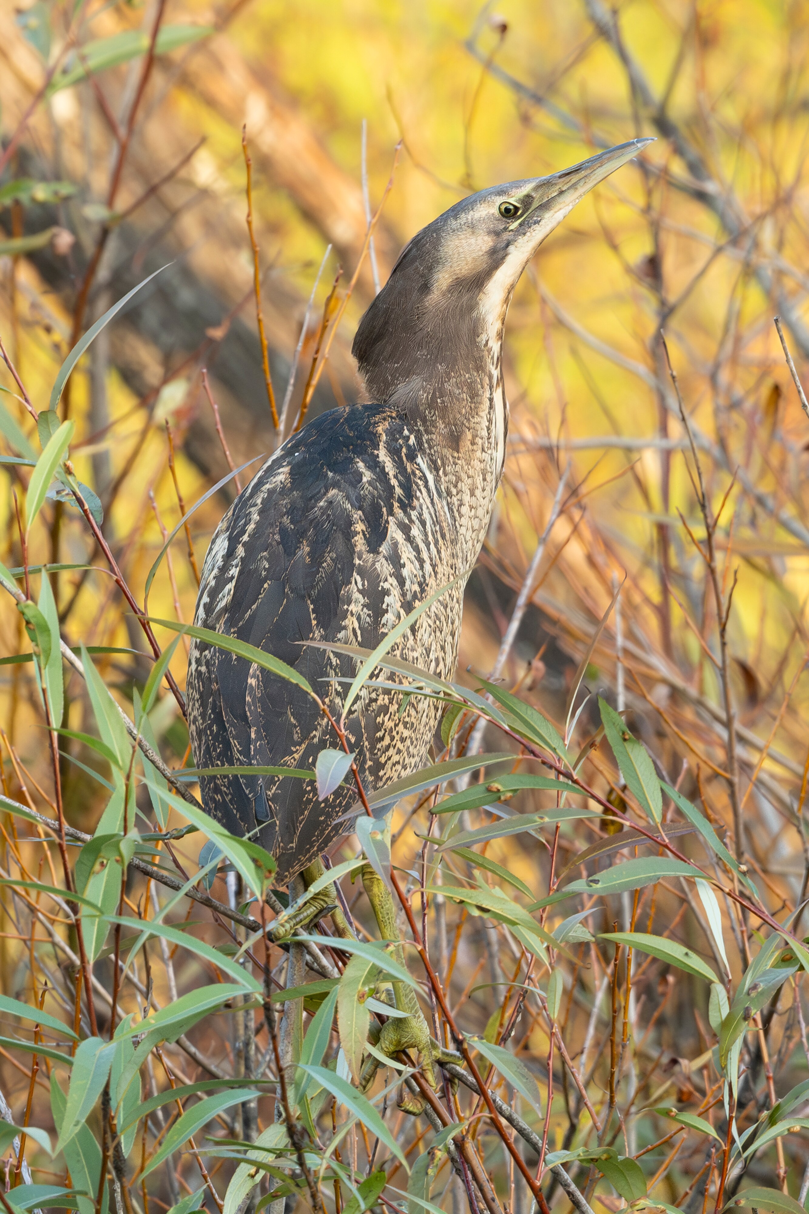 Australasian bittern call - ABC News