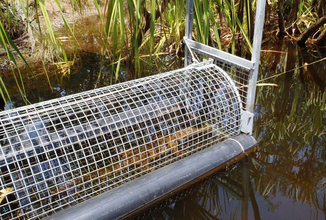 Wet season crocodiles: Nitmiluk National Park rangers check traps every ...