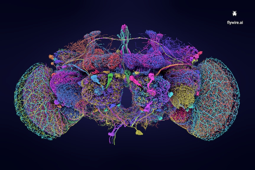 Scientists have mapped a fruit fly's brain. It's a neurobiological ... Scientists have mapped a fruit fly's brain. It's a neurobiological ...