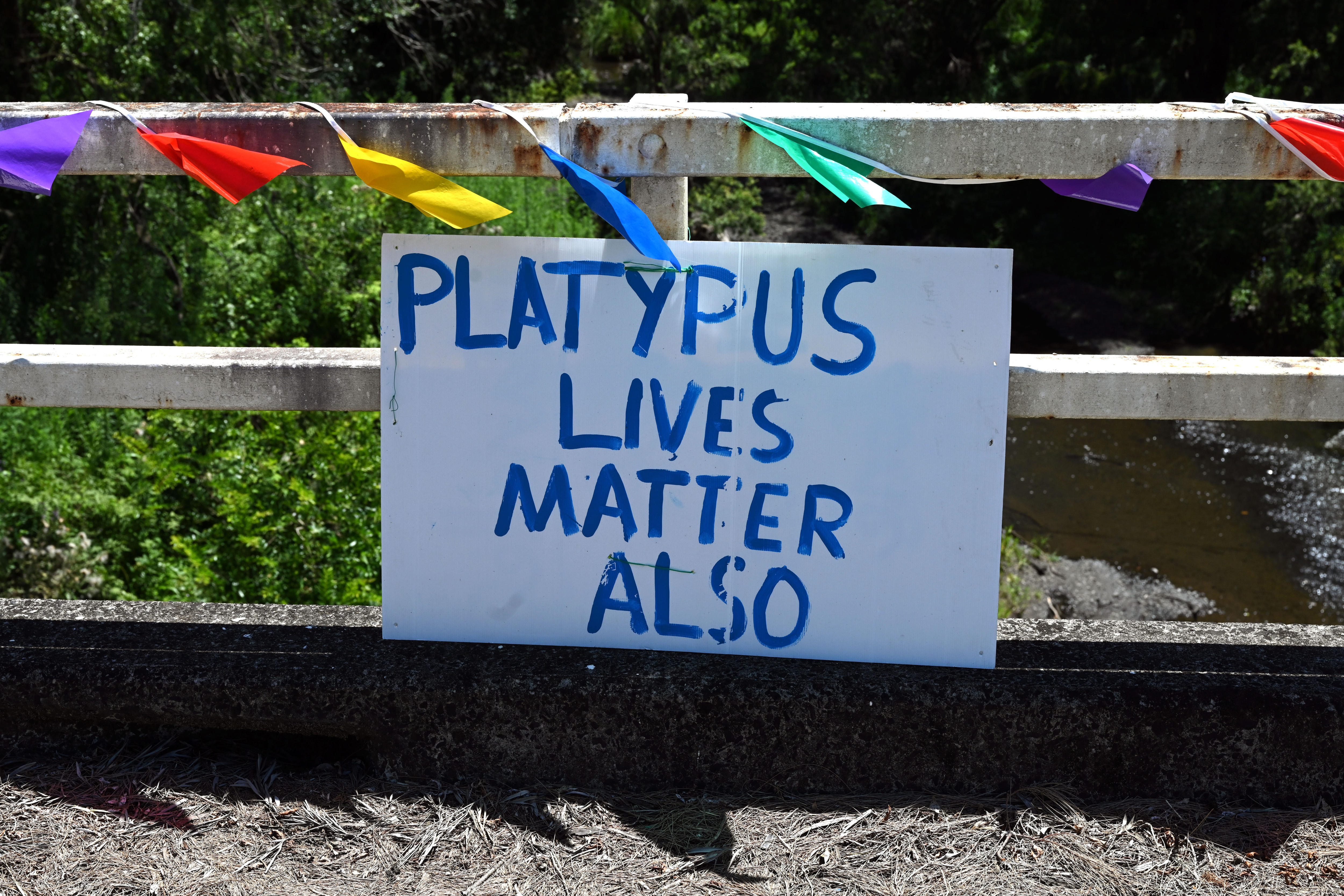 Fears fish protection measures could threaten Eden Creek Weir platypus ...