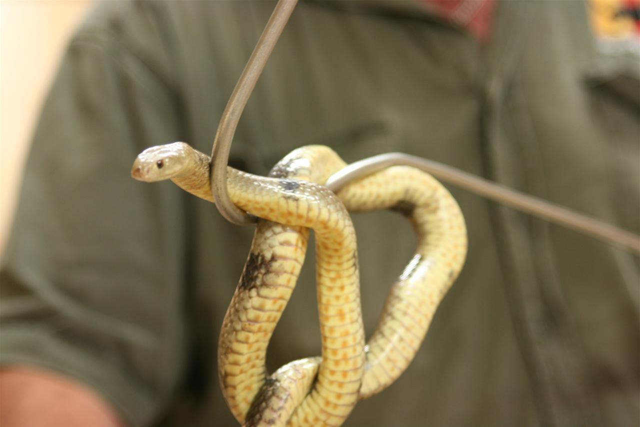 Unusual snakes drop into Alice - ABC News