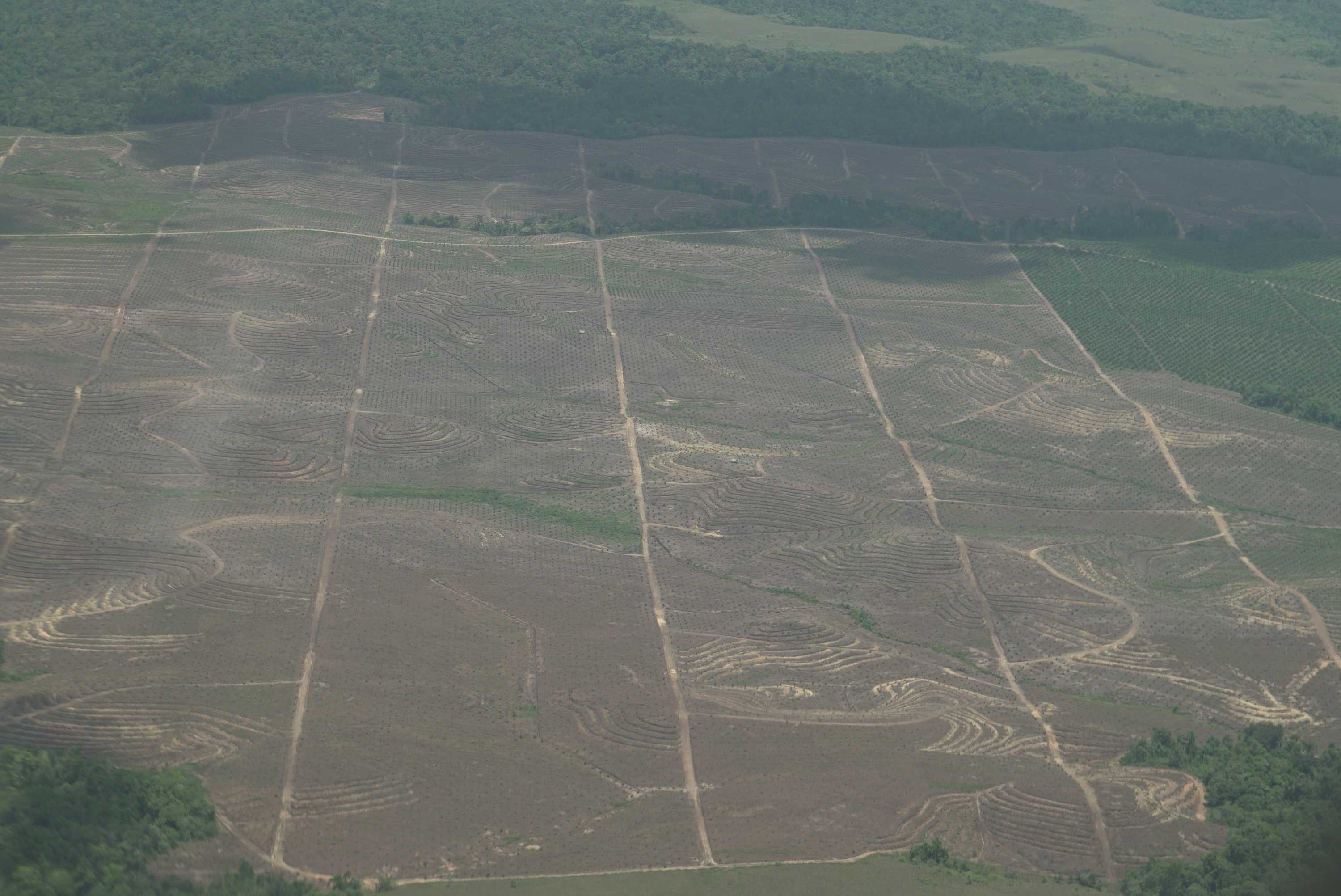Papua New Guinea villager takes six-year logging fight to the world ...