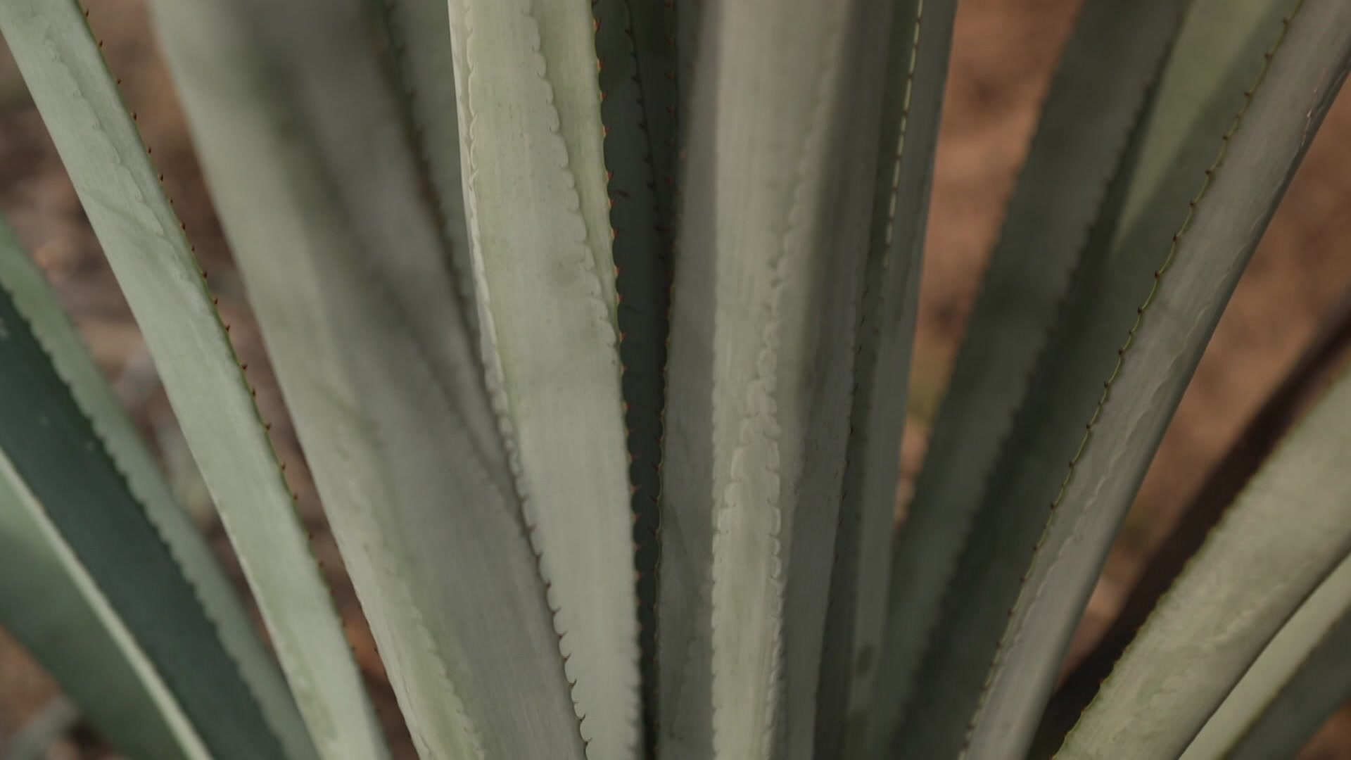 Prickly Potential: Australia's emerging agave industry - ABC News