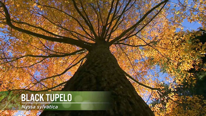 Autumn Splendour - Gardening Australia