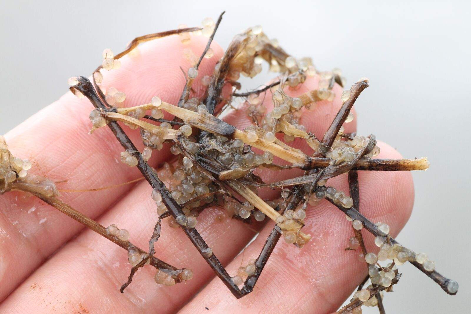 Feral fish scan: Managing growing carp populations in Canberra's ...