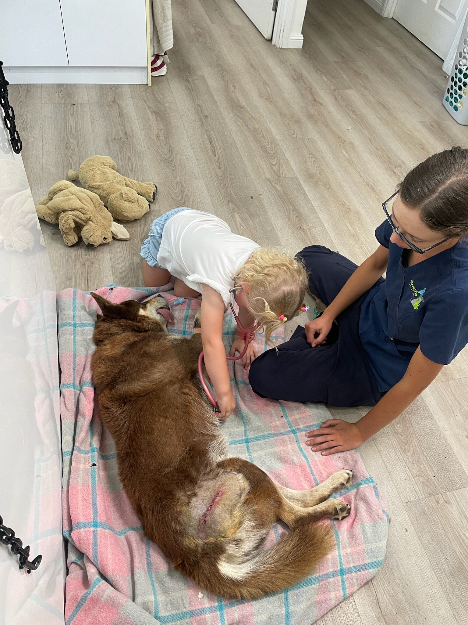 All-female veterinary clinic at Inverell in New South Wales helping ...