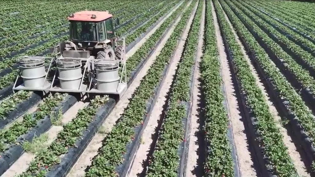 Australian Organic farmer of the year's Bug Vacuum - ABC News