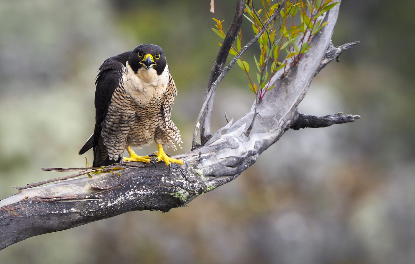 The peregrine falcon's 'remarkable' resurgence coming back from near ...