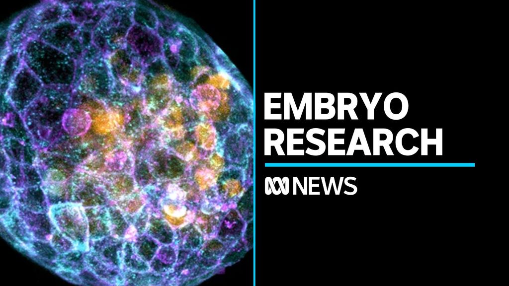 Scientists create synthetic human embryos using stem cells - ABC News