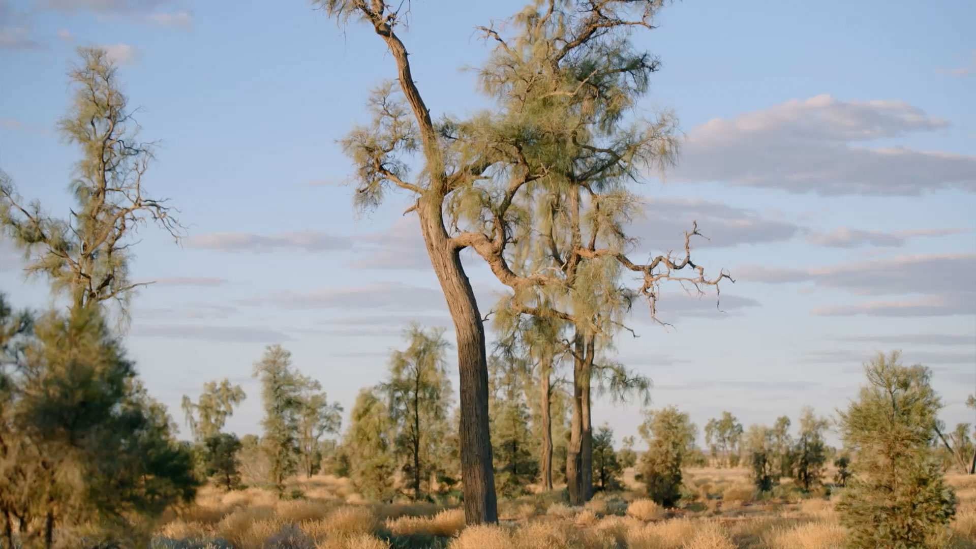 Catalyst: The lonely Acacia peuce - ABC Education
