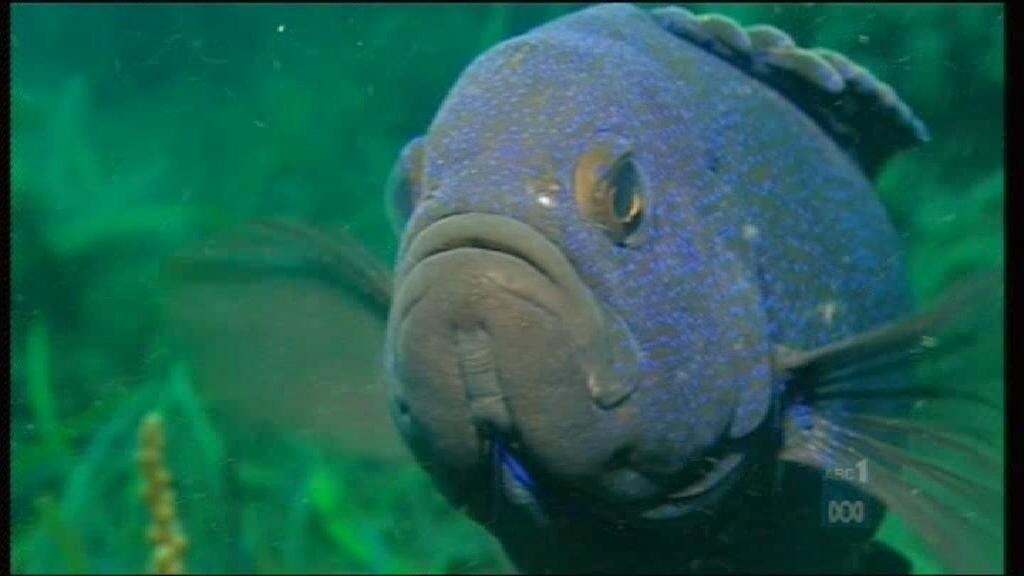 Fish secrets unlocked by scientists - ABC News