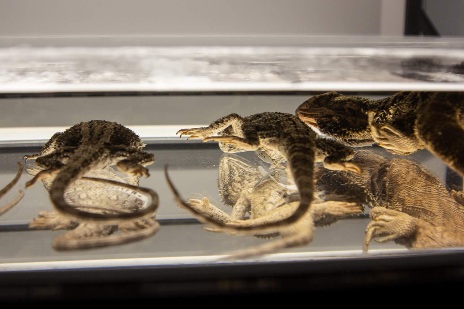 Biomess exhibition challenges conventional ideas of what belongs in a ...