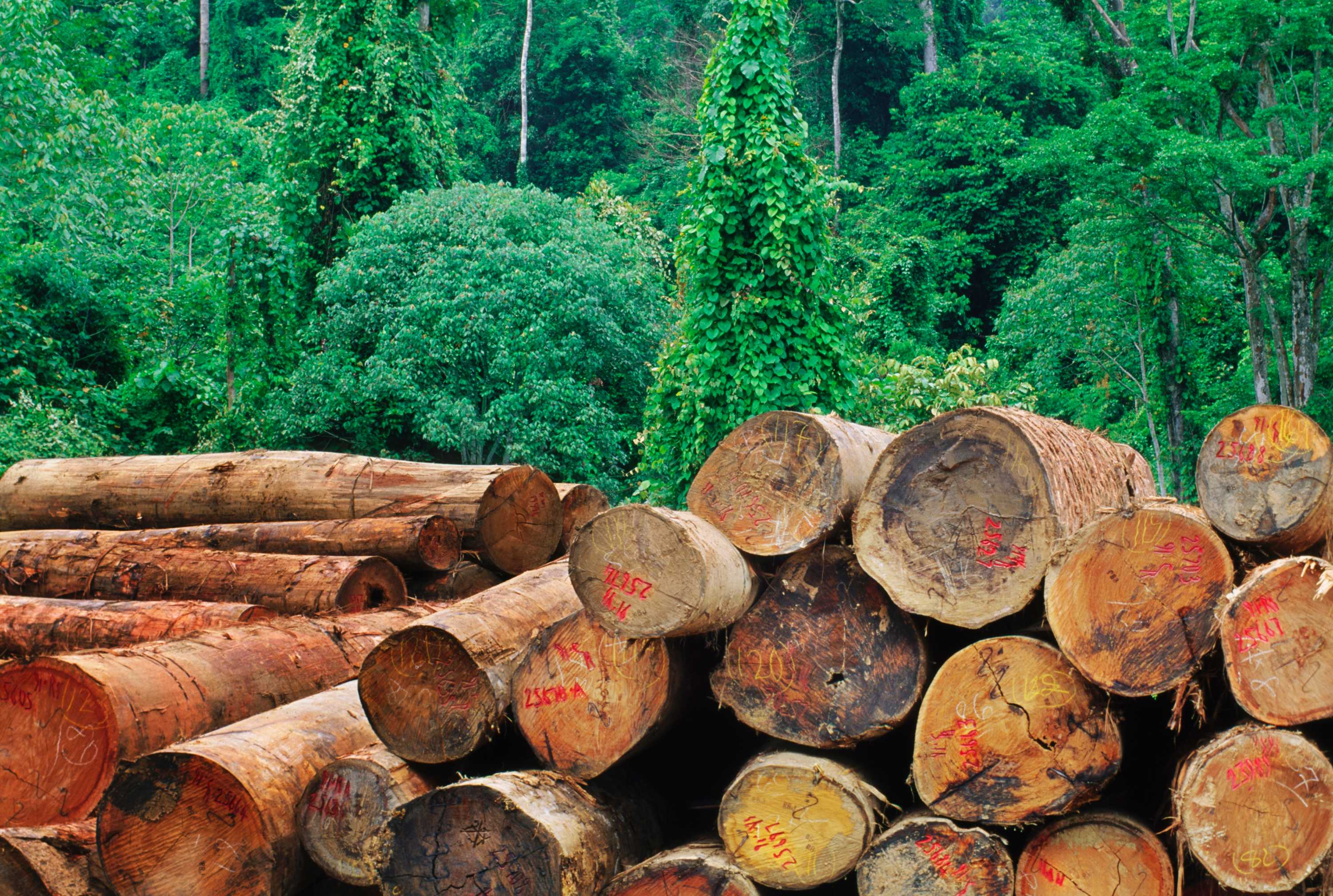 Asia Pulp and Paper pledges immediate end to deforestation - ABC listen