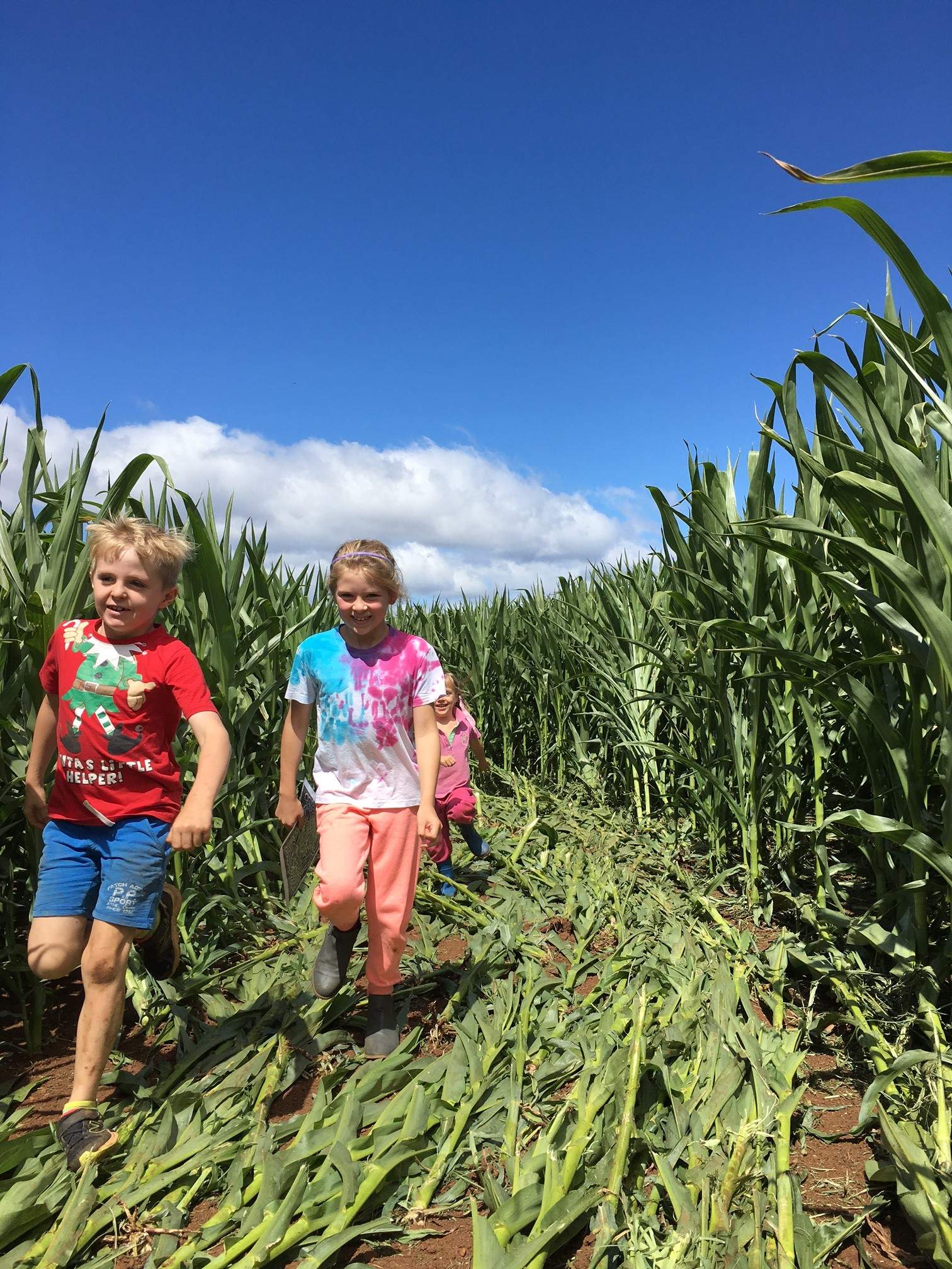 Farm's 'amaizing' maze shaped into map of Tasmania and carved out of ...
