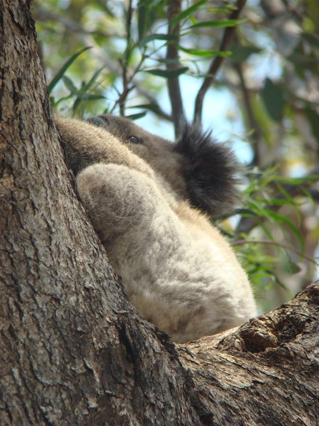 Greens share koala concerns - ABC News
