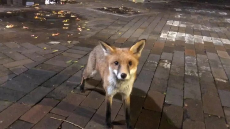 Two students bitten by fox on UNSW campus - ABC listen