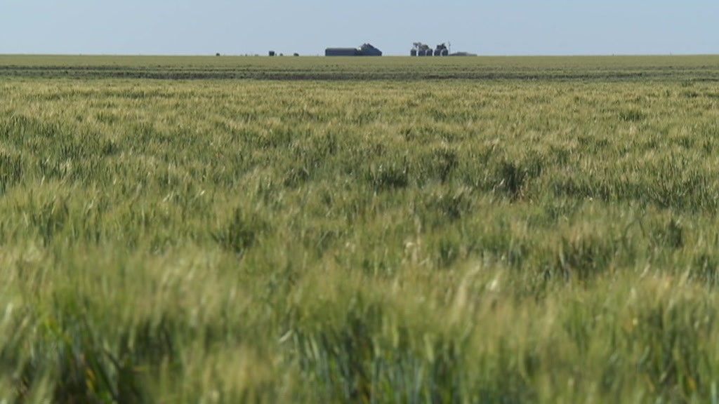 Banksmeadow - 2019 - Location - ABC News