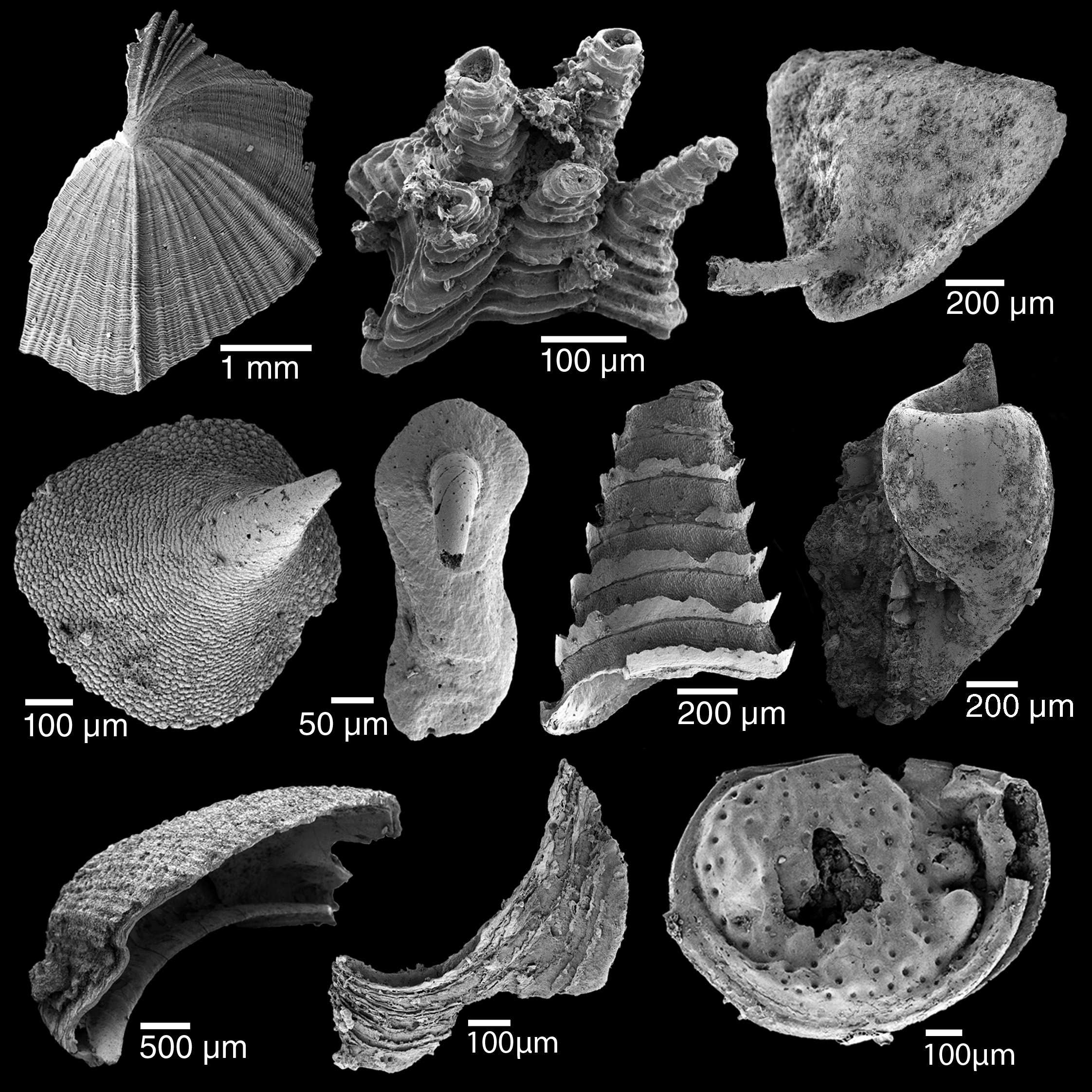 The handsome beast — and other enigmatica - ABC listen
