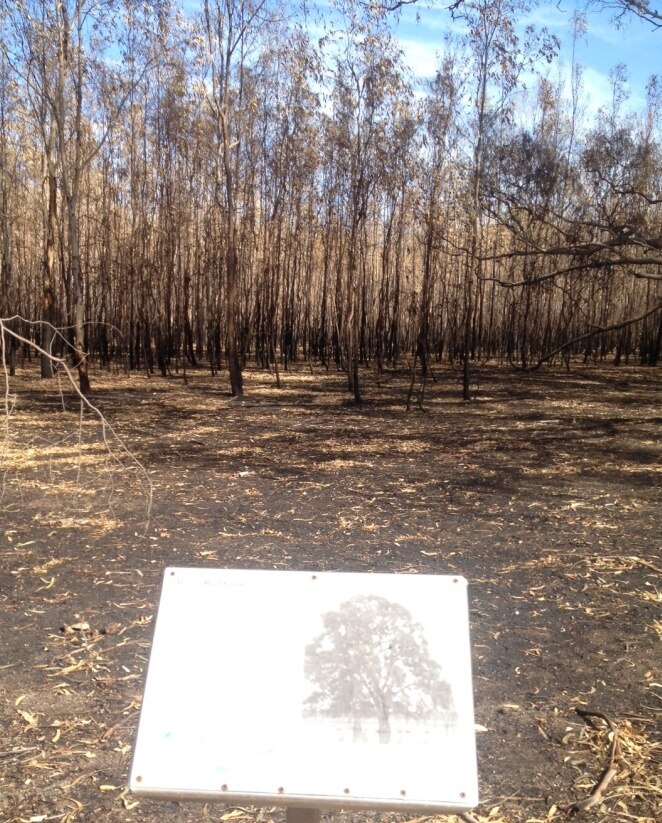 Fire affected wetlands to get a watering - ABC News